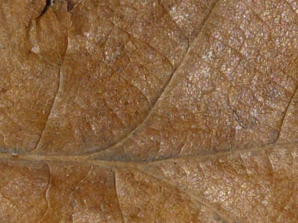 texture 0062 - Texturelib